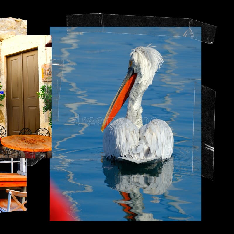 Pelican Collage. Collage of Pelican Looking Great Stock Photo - Image ...