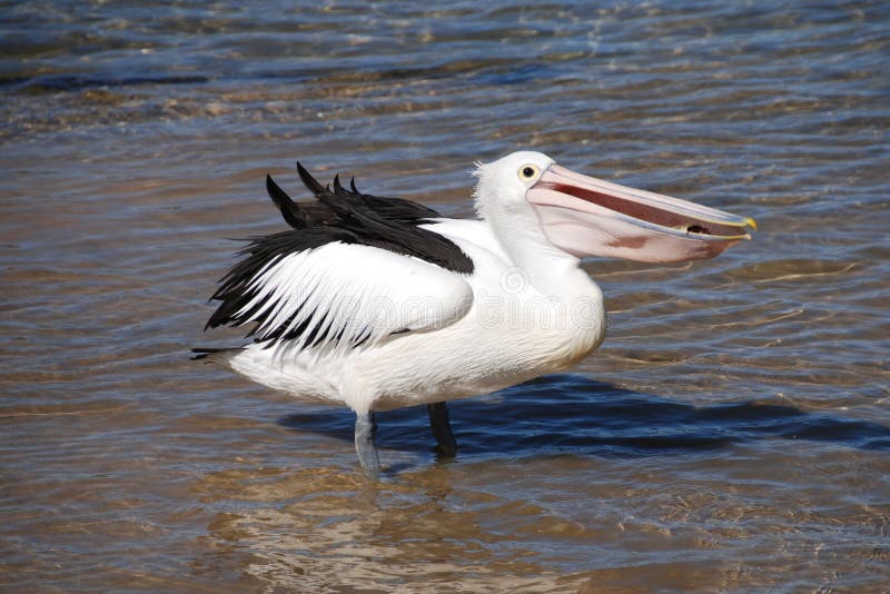 Pelican eating fish stock image. Image of beach, bird - 14464949