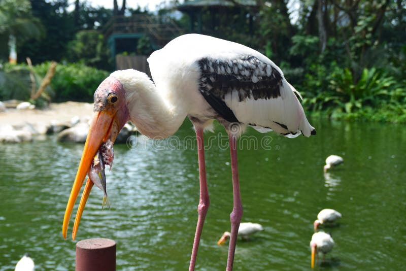 Pelican Eating Fish stock image. Image of food, eating - 60709027