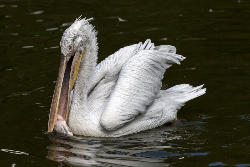 Pelican Eating Fish stock image. Image of eating, yellow - 17693365