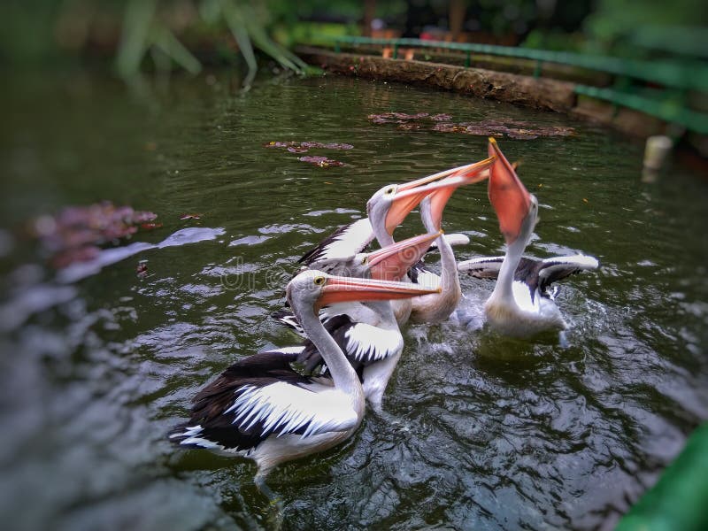 Pelican Family Enjoying Food Stock Image - Image of wing, waterfowl ...