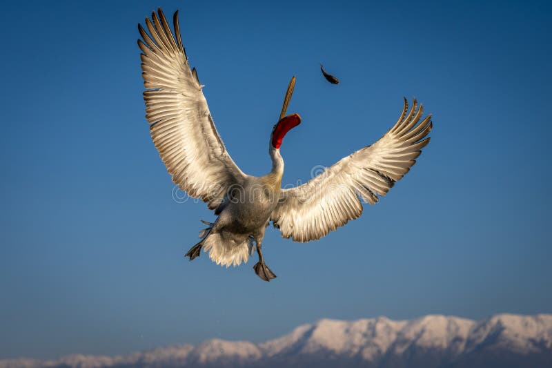 Pelican Flies Opening Beak To Grab Fish Stock Photo - Image of pelican ...