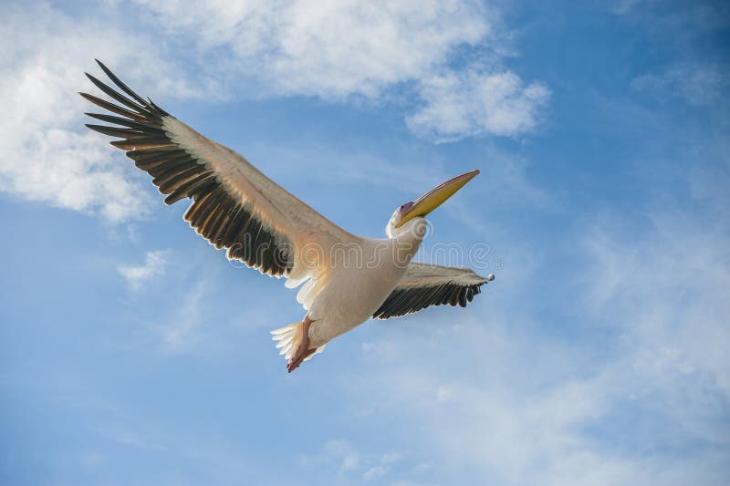 Chukar in flight stock photo. Image of bird, feather - 13689418