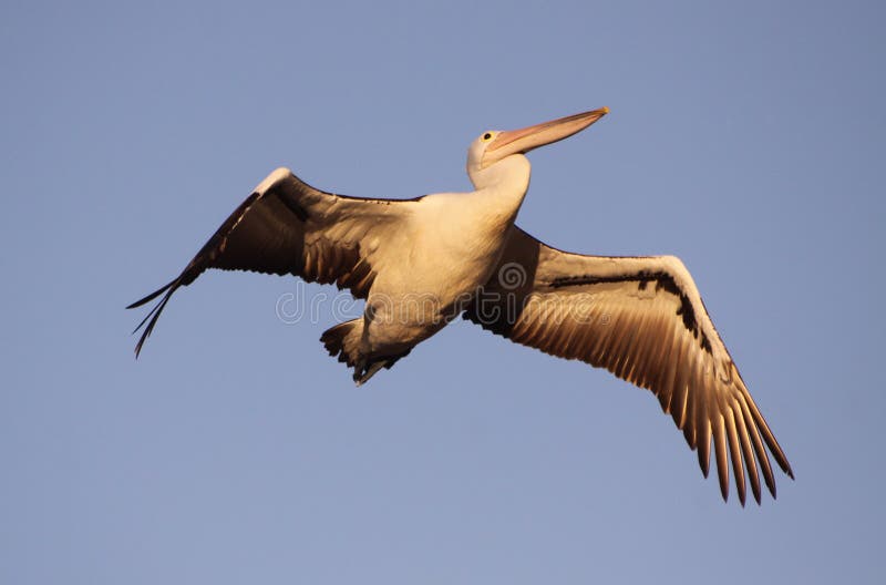 Pelican in flight stock photo. Image of ocean, natural - 37694812