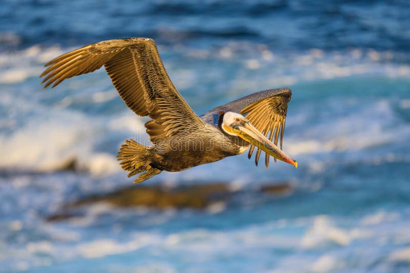 Pelican in Flight stock photo. Image of white, animal - 355997958