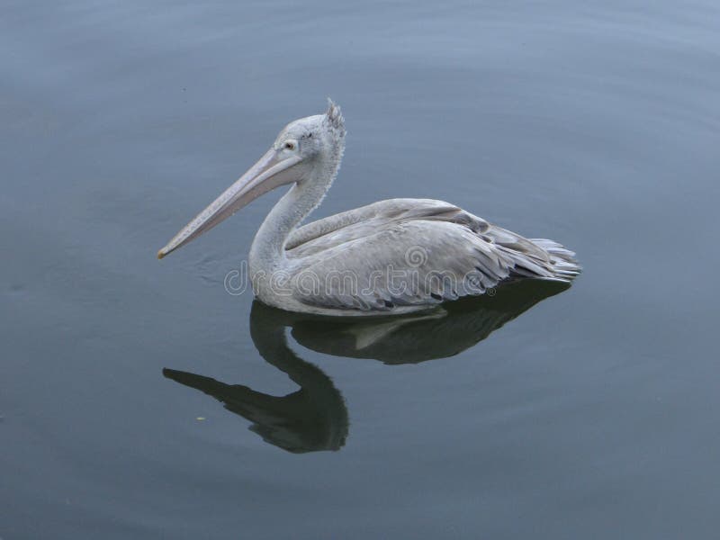 Pelican Floating in the Lake Stock Image - Image of reflection ...