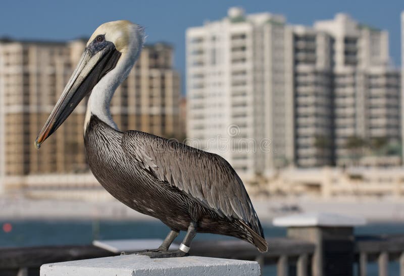Pelican in Florida. stock image. Image of perching, water - 13910789