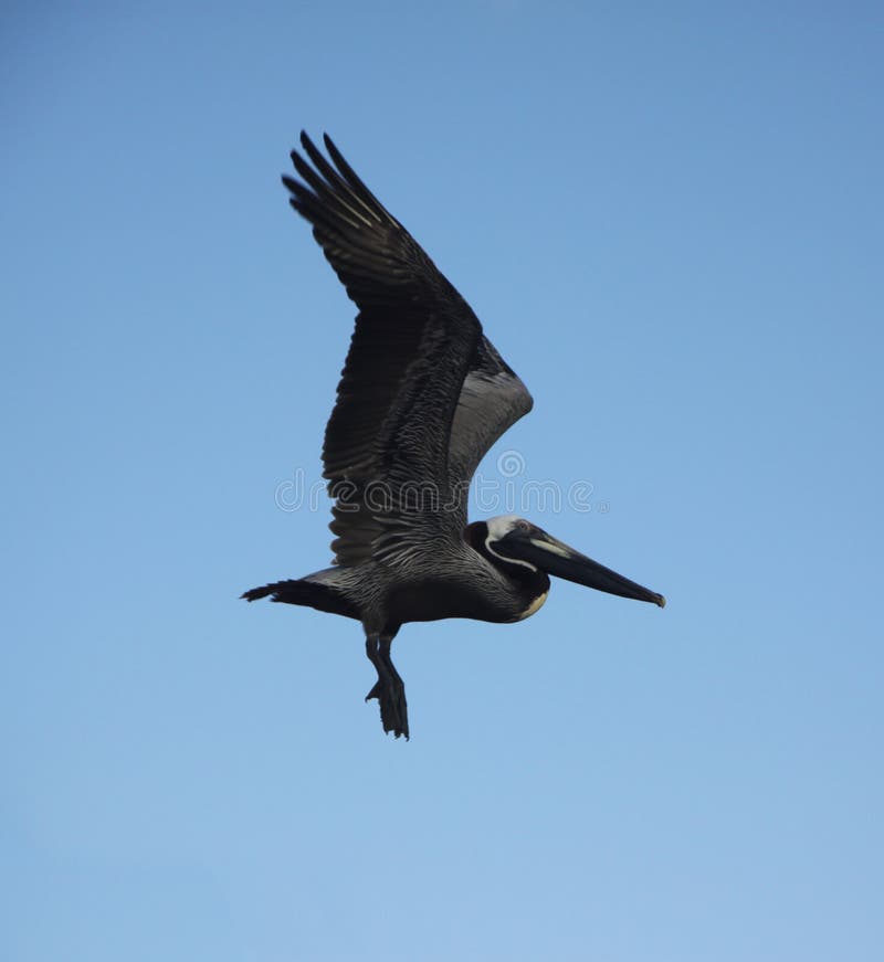 Pelican flying stock photo. Image of wild, bird, wings - 12341472