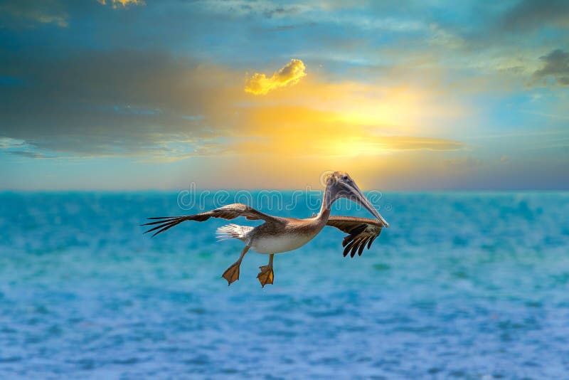 Pelican Flying Over the Sea on the Sunset Stock Photo - Image of animal ...