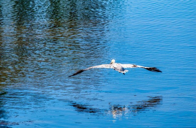 Pelican Flying Over the Water with Animal Reflected on the Lake Stock ...