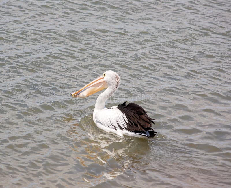 Pelican with Food in His Beak Stock Image - Image of eating, large ...