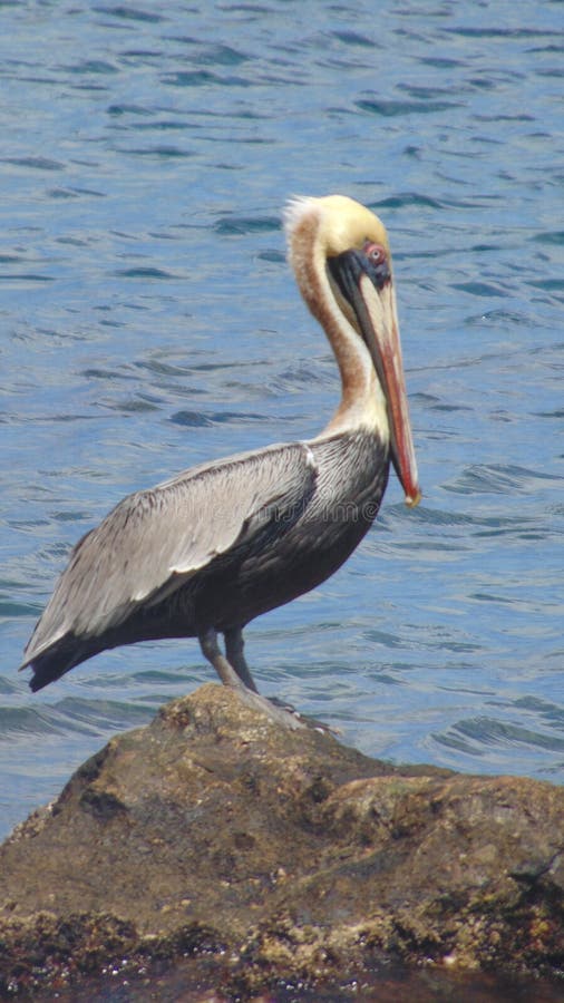 A Pelican in Front of the Sea Stock Photo - Image of seabird, animal ...