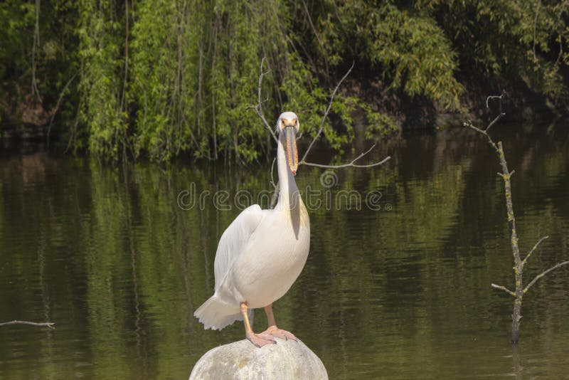 Pelican stock photo. Image of water, lake, bird, reserve - 77579714