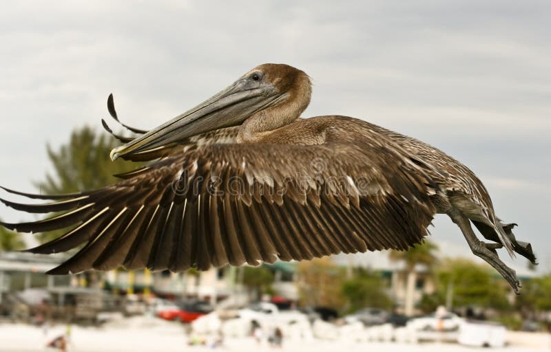 Pelican - Full Fly Picture. Image: 5607902