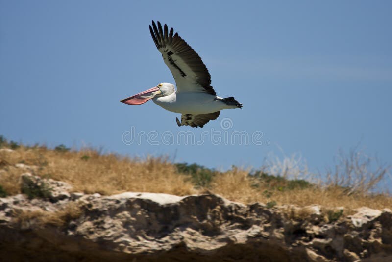 Pelican gliding stock photo. Image of nature, feathers - 12674412