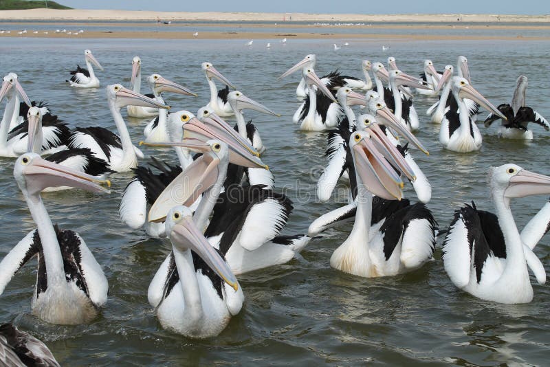 Pelican Group stock image. Image of coastal, ocean, fish - 29495391