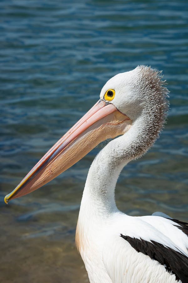 Close up of a pelican stock photo. Image of travel, people - 128285326