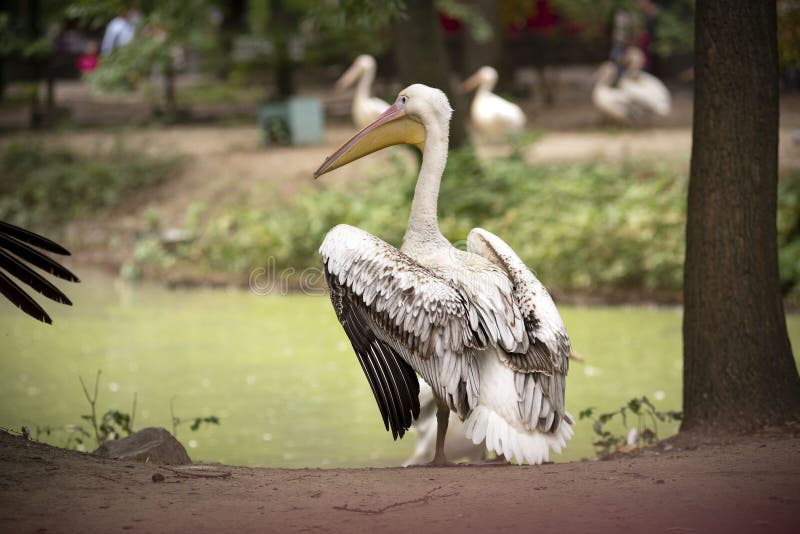 Pelican at the lake stock image. Image of lake, wildlife - 128424183
