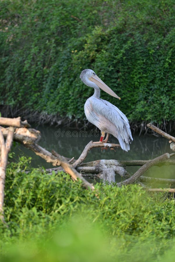 Pelican Large Beak Water Bird Stock Photo - Image of prey, bill: 124048644