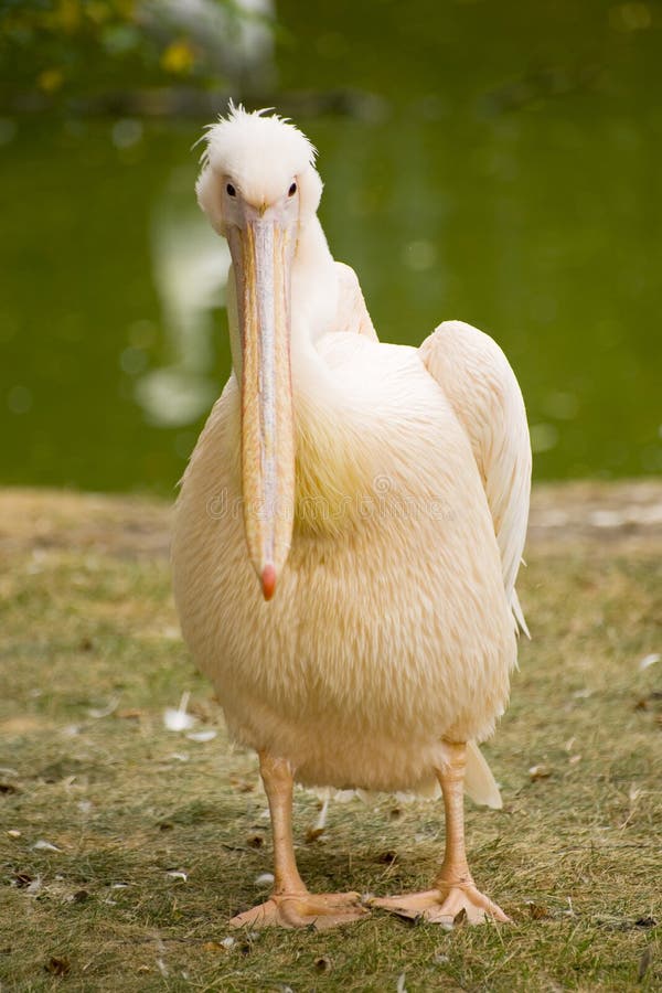 Pelican large waterfowl stock image. Image of life, outdoors - 11133267
