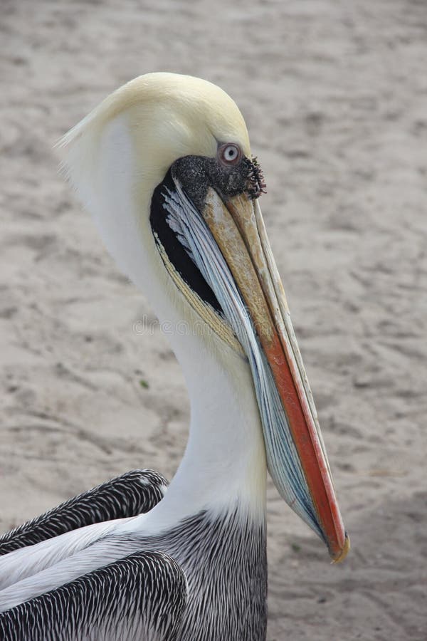 Closeup Profile View Of Pelican. Stock Image - Image of flying, orange ...