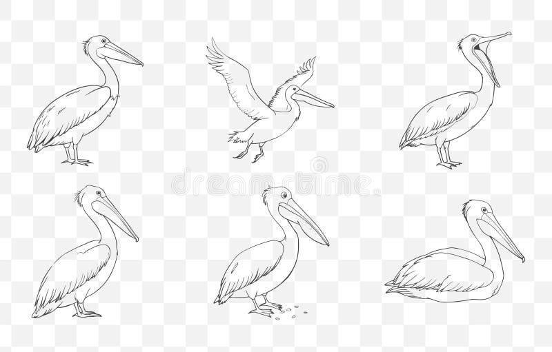 Print Pelican Line Art Vector Set Featuring Elegant and Detailed ...