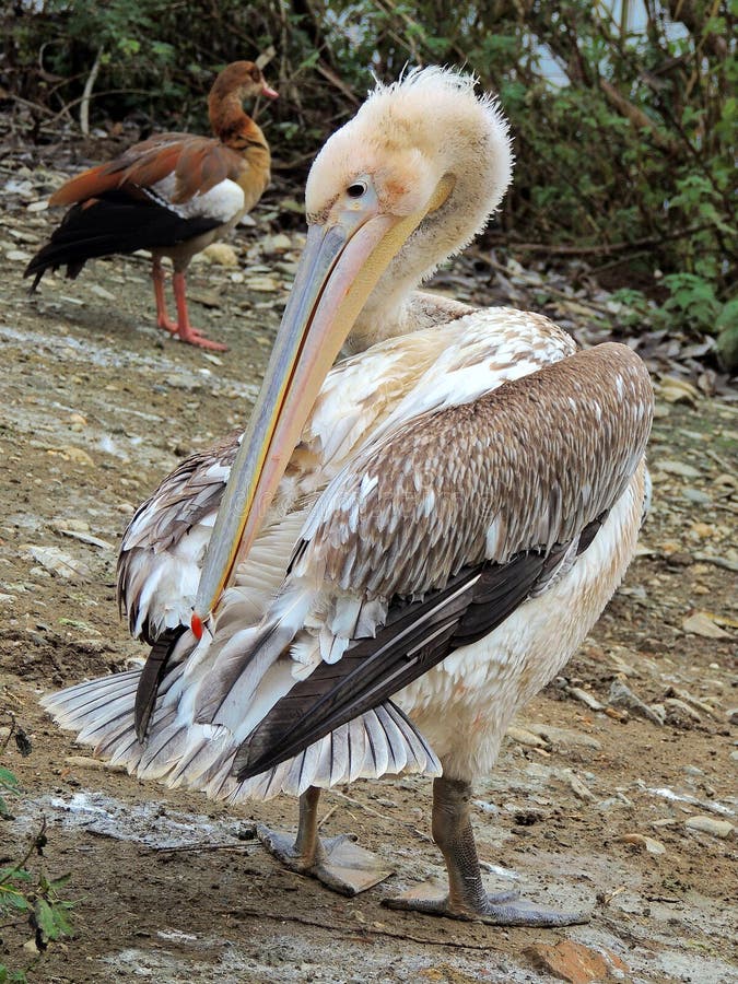 Beak, Bird, Fauna, Pelican Picture. Image: 110614886