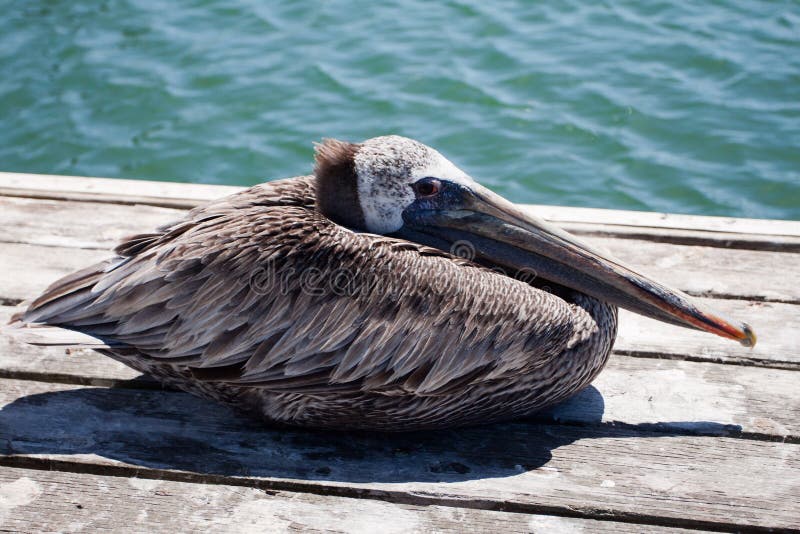 Pelican Looking Baleful stock image. Image of bird, pelecanus - 26484299