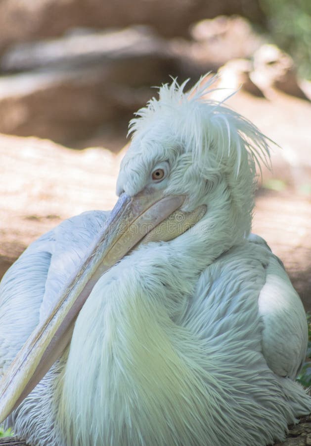 Pelican stock photo. Image of pelican, portrait, bird - 44059844