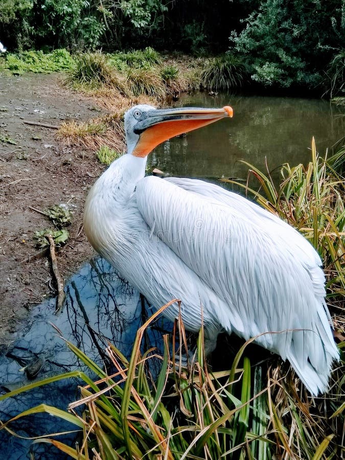 Pelican stock photo. Image of camera, river, looking - 125682560