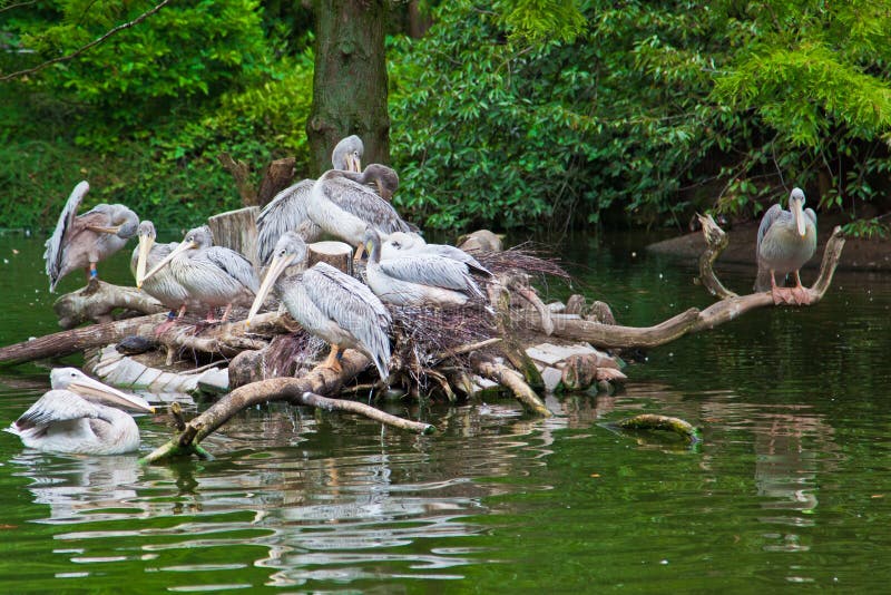 Pelican nest stock photo. Image of family, pelican, waterfowl - 53419366