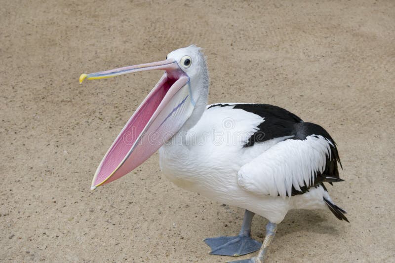 Pelican With Open Beak Stock Photos - Image: 22975323
