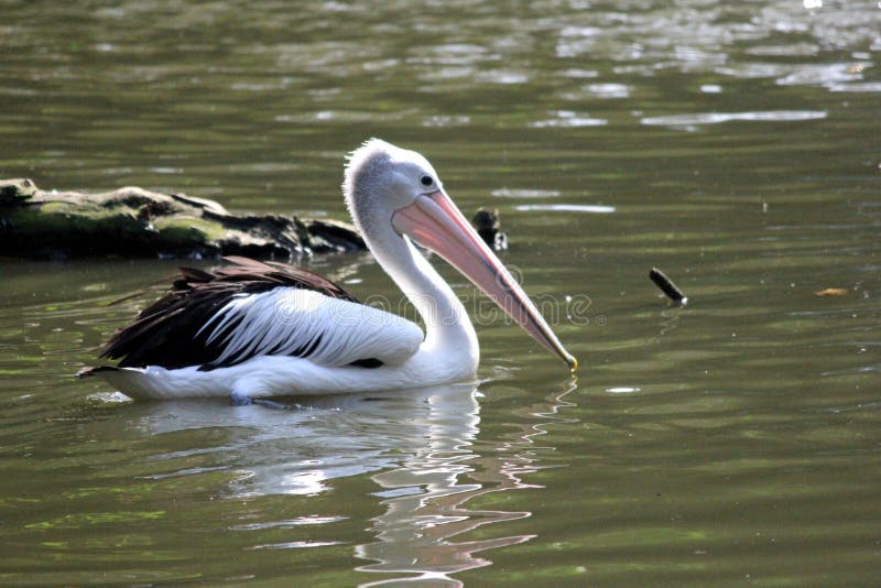 A pelican stock photo. Image of aquatic, freshwater - 101995584