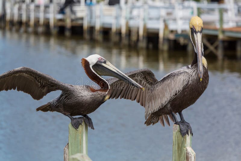 Pelican stock photo. Image of birdwatching, fowl, escape - 268142900