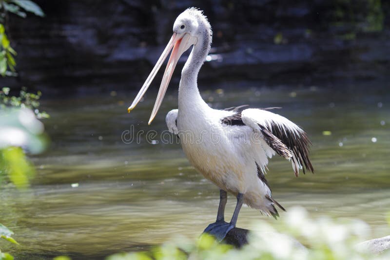 Pelican stock photo. Image of geographic, bird, beautiful - 35218098