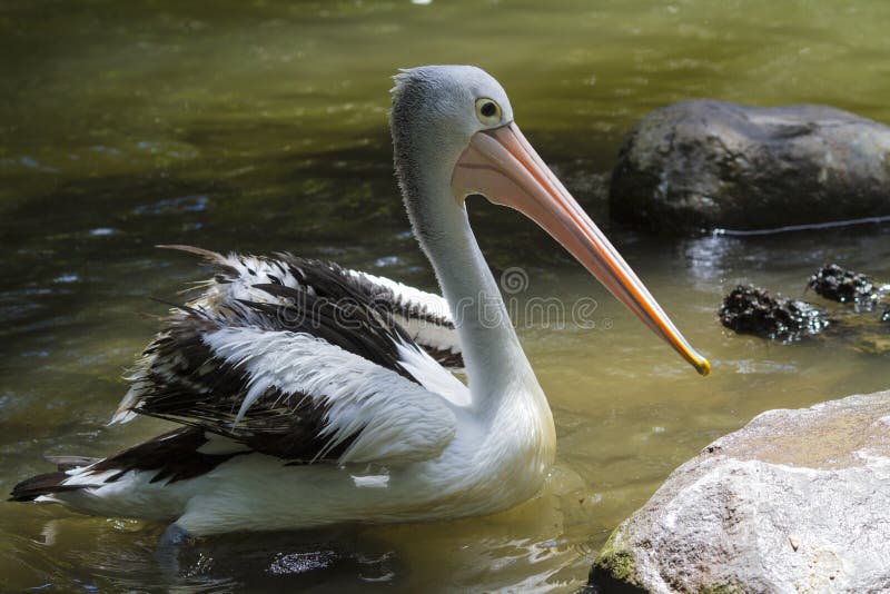 Pelican stock photo. Image of geographic, asia, background - 35218142