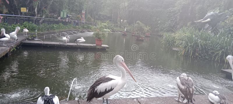 Pelican pool a tour stock image. Image of tour, heron - 265130211