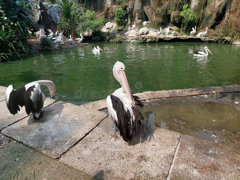 A pelican bite it s body stock photo. Image of beach - 342801434