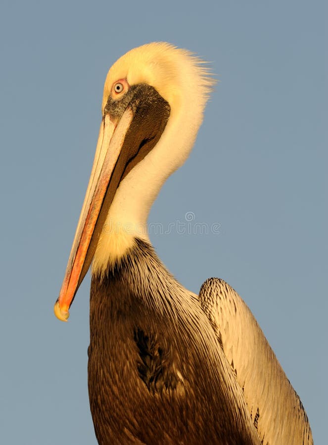 Pelican Portrait stock photo. Image of beach, hunt, southern - 12024022