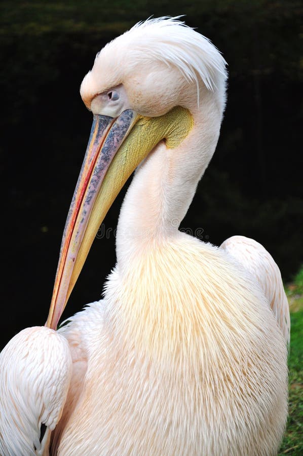 Pelican portrait stock image. Image of pelecanus, tropical - 26994265