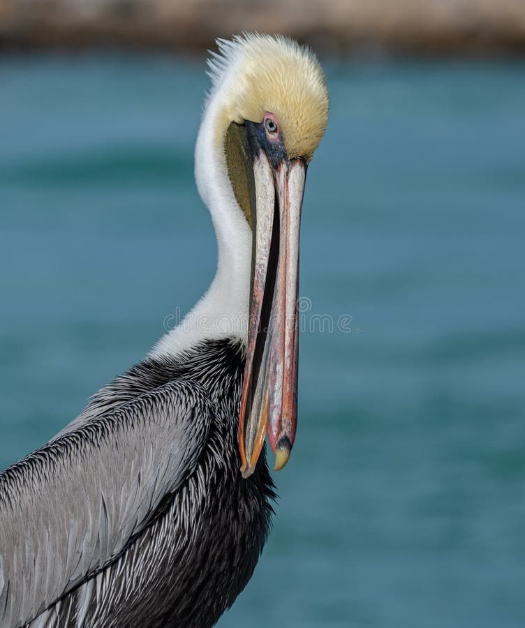 Pelican Portrait at the Beach Stock Image - Image of pelican, canada ...