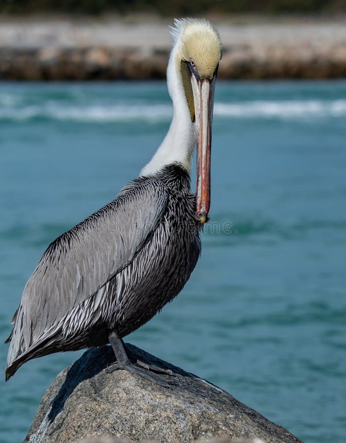 Pelican Portrait at the Beach Stock Photo - Image of fiery, hawk: 137678302