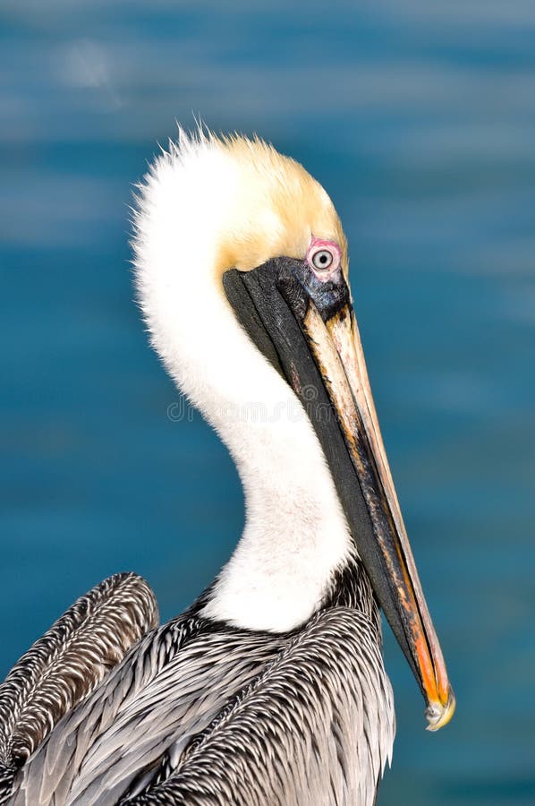 Pelican Portrait Close Up stock photo. Image of portrait - 18525528