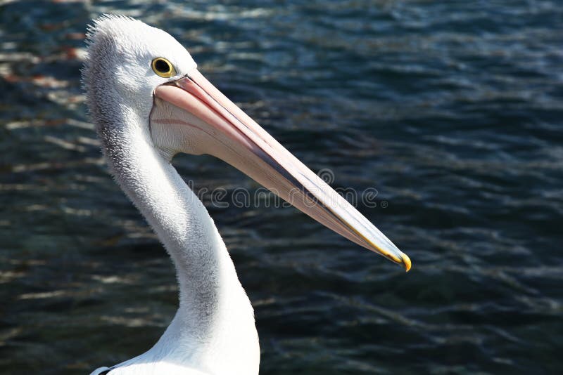 Pelican head side view stock image. Image of water, profile - 60434991