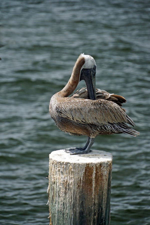 Pelican Preening stock photo. Image of pelican, pelecanidae - 35749846