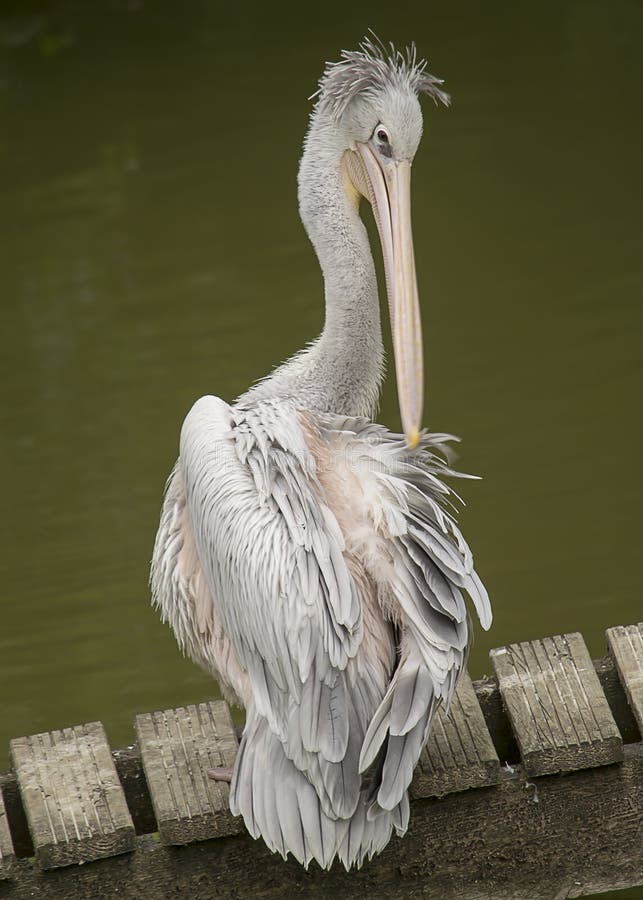 Pelican Preening stock photo. Image of pelican, pelecanidae - 35749846