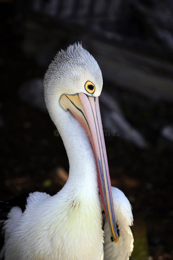 Pelican Preening stock photo. Image of pelican, pelecanidae - 35749846