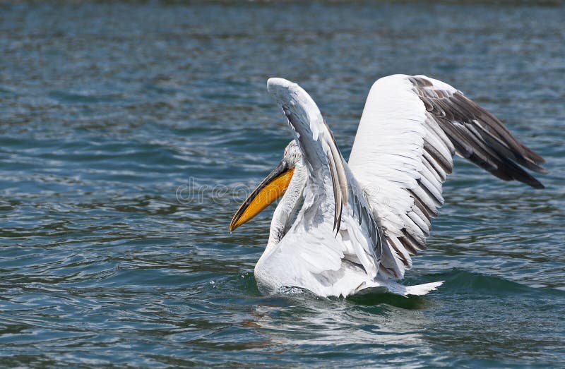 Pelican preparing to fly stock image. Image of animal - 22840291