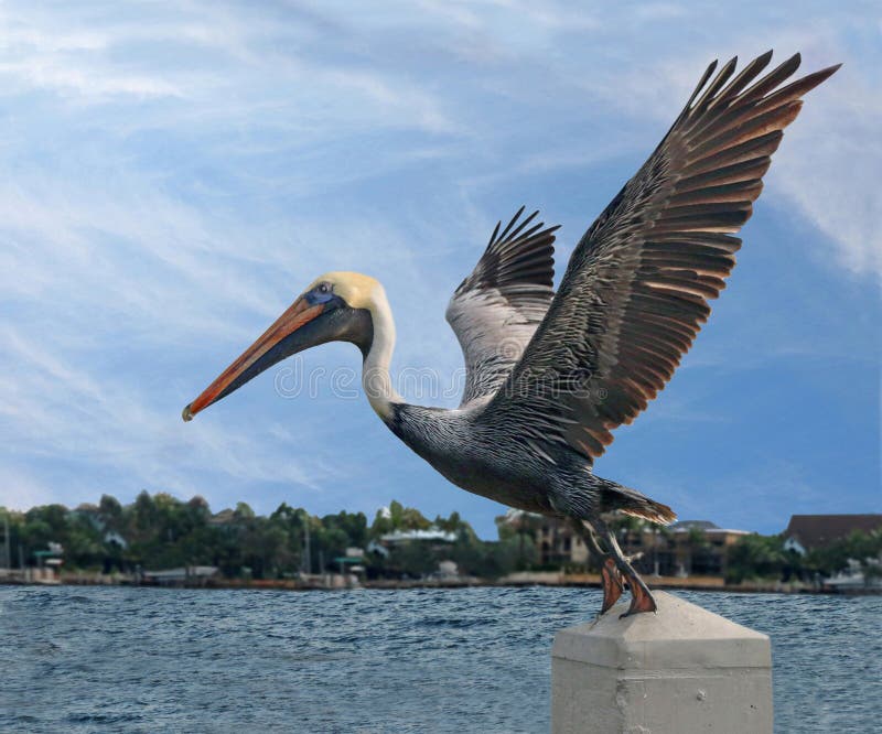 Pelican preparing to fly stock image. Image of pelican - 107210967