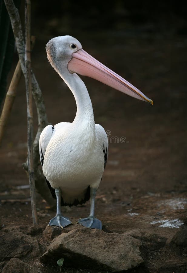 Pelican stock photo. Image of nature, solitude, grey - 47046520
